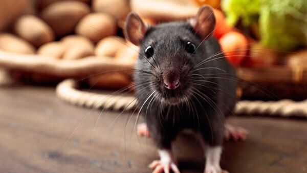 Riverside's Battle With Rodent Control | Compass Pest Management