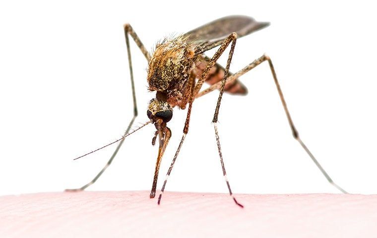 How To Reduce The Number Of Mosquitoes Around Your Riverside Home ...