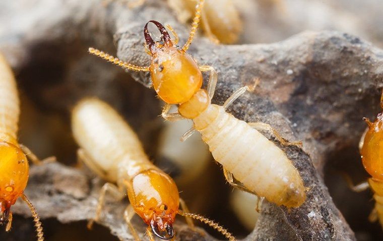 Are You Struggling To Deal With A Termite Infestation In Riverside ...
