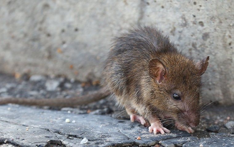 What Is The Best Way To Keep The Rodents In Riverside At Bay | Compass ...