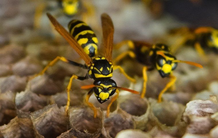 Keeping The Wasps At Bay Around Your Riverside Property | Compass Pest ...